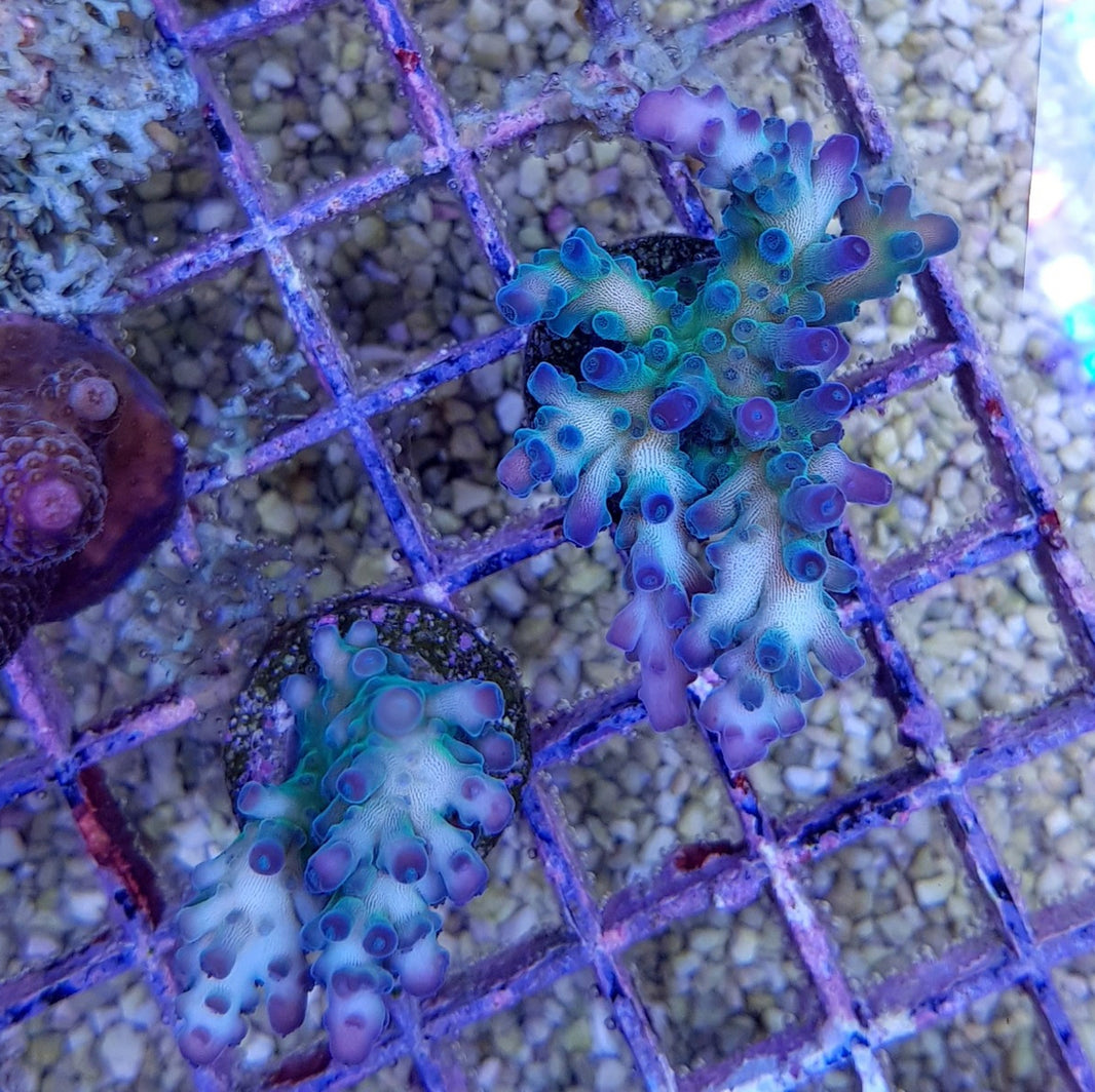 Acroporas – xclusivecorals